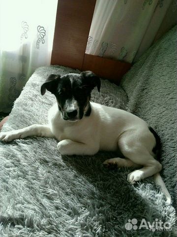 Джессика Джек Рассел Терьер