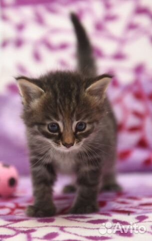 Котята в дар