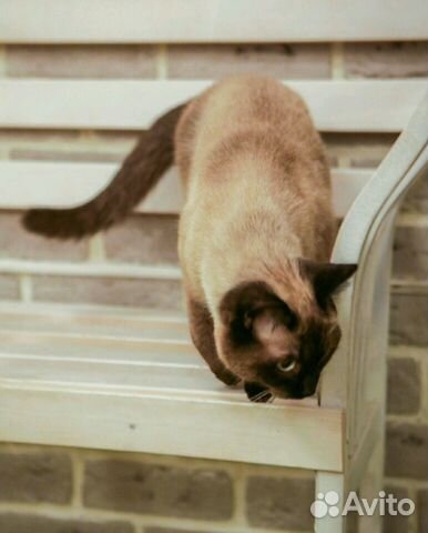 Голубоглазый Брюс