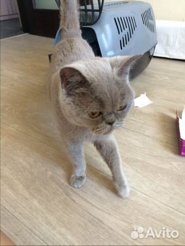 Кошка, метис британца