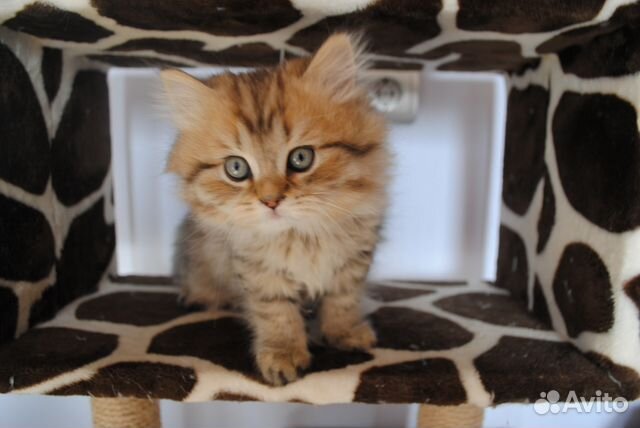 Пушистый медвежонок