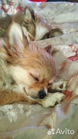 Девочка чихуахуа длинношерстный