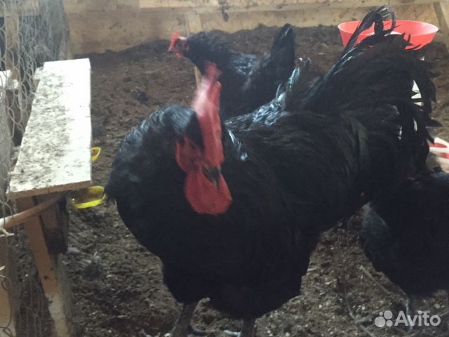 Куры Джерсийский гигант