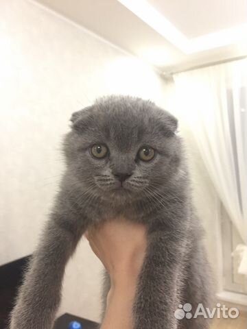 Вислоухий плюшевый котёнок