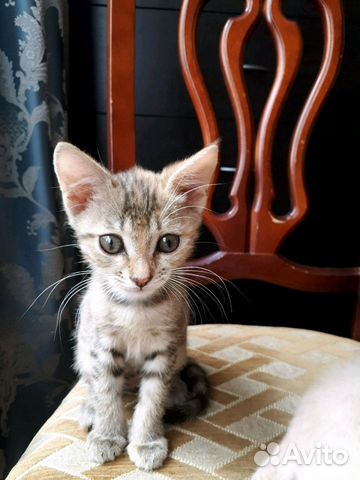 Котенок, техцветная кошечка 2 мес, в добрые руки