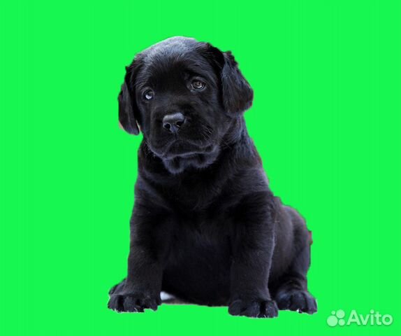 Продам щенков лабрадора