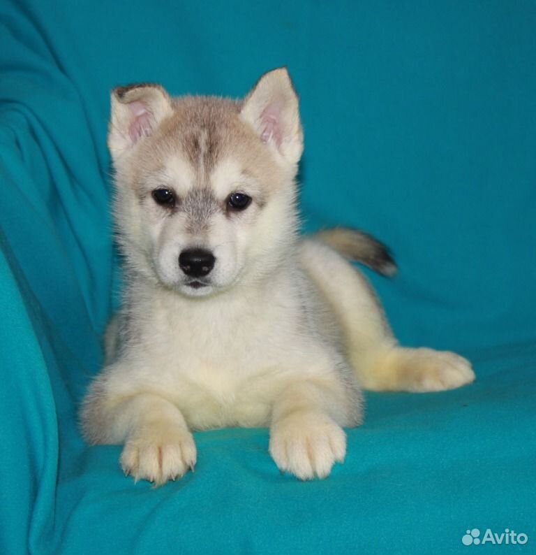 Маленький волчонок 2 мес. Хаски. Девочка