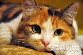 Трехцветное счастье в добрые руки, стерилизована