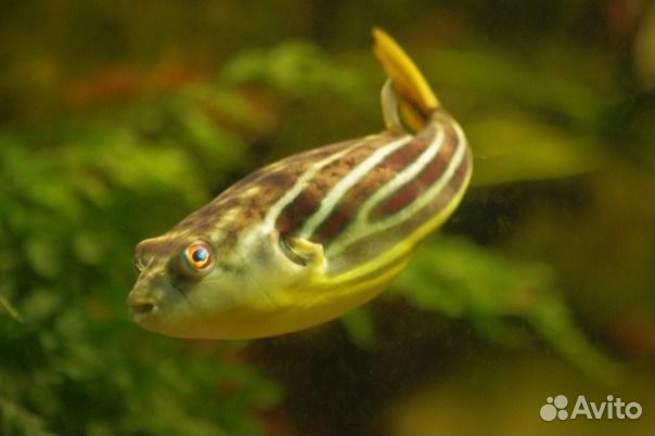 Рыба-шар (тетраодоны)