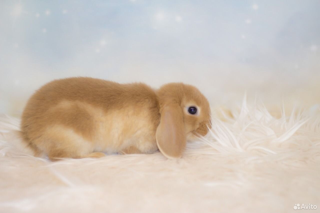 Видео. Яркая рыжая Рамона. Карликовый кролик