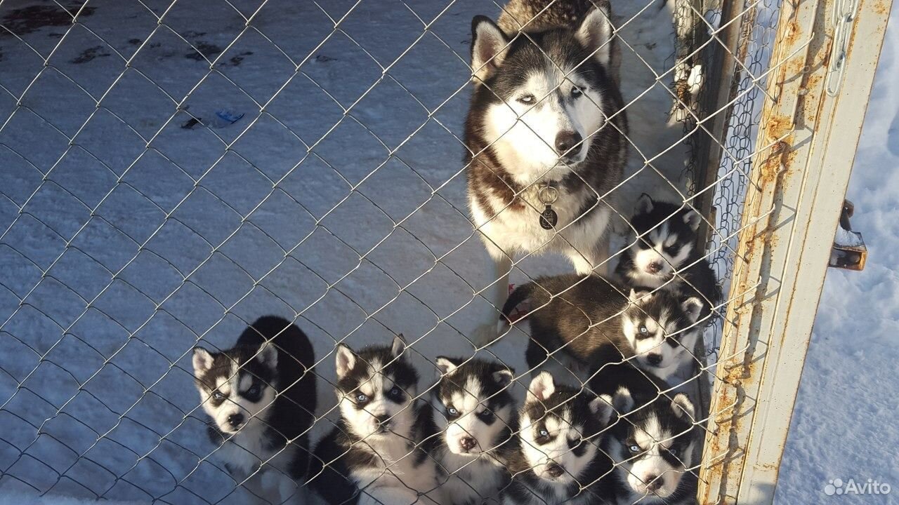 Щенки Сибирских Хаски из питомника- супер качество