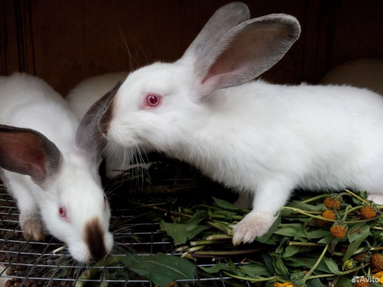 Калифорнийские кролики
