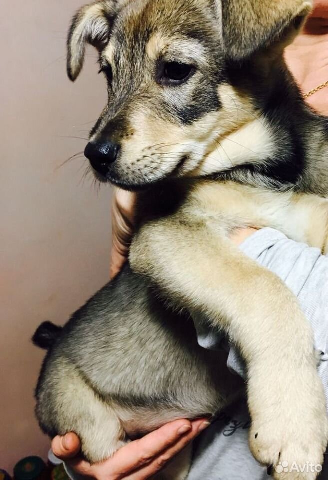 Плюшевый щенок Люси в добрые руки