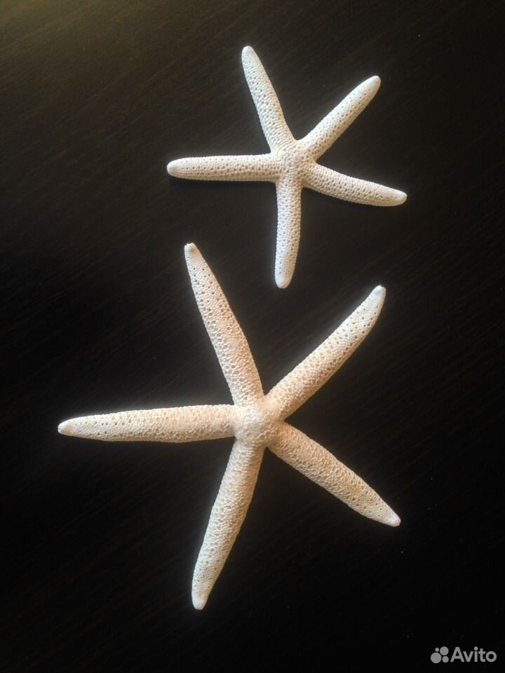 Finger fish sea star Морская звезда 15 см