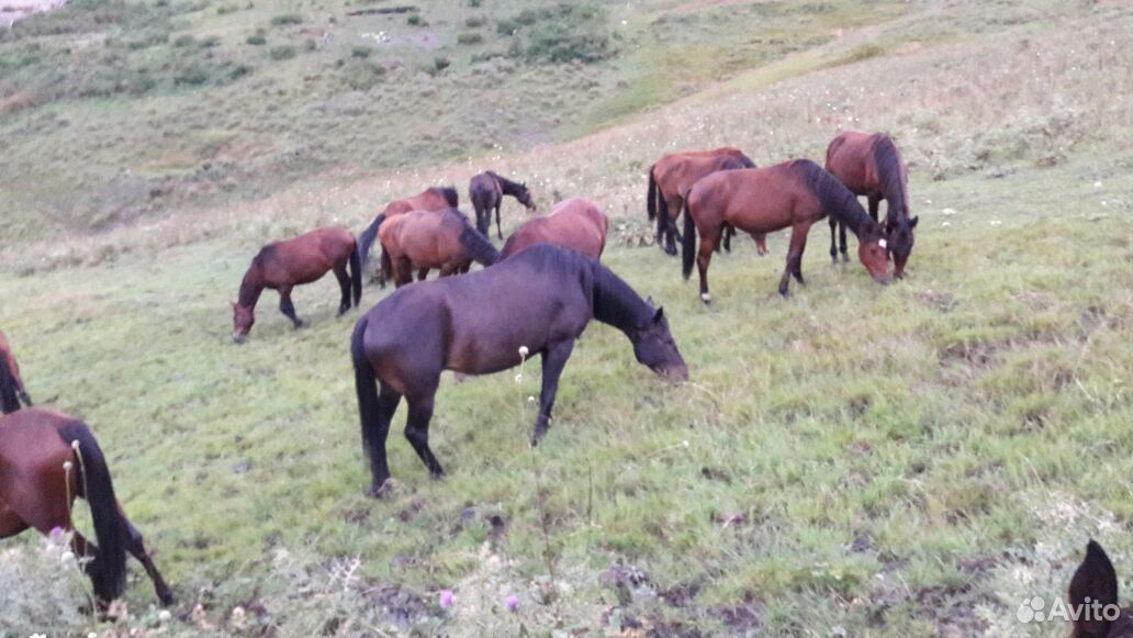 Продаю лошадей