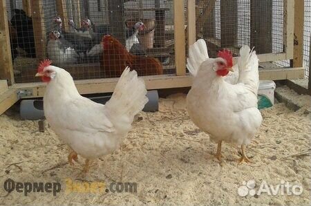 Мини мясные цыплята 1,5мес