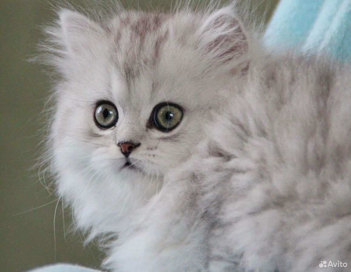 Мимимишки
