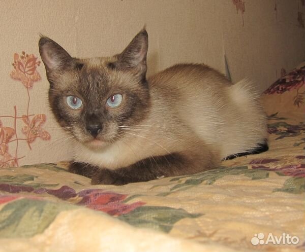 Таечка Кристи в дар