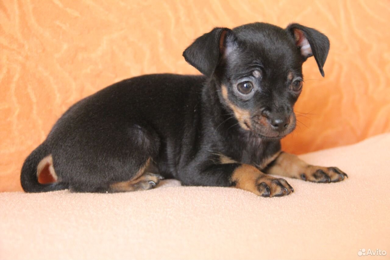 Русский той мини-щенок