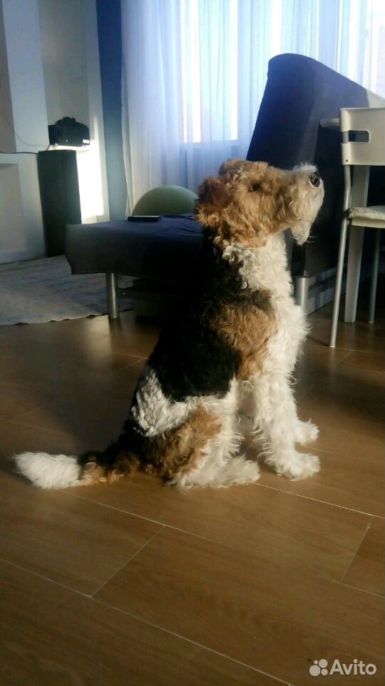 Вязка фокстерьера