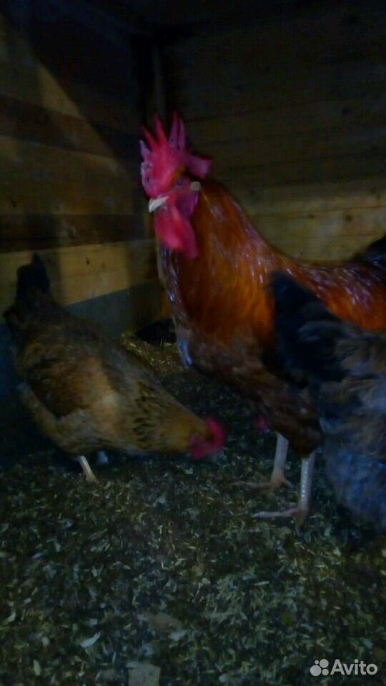 Инкубационное яйцо кучинская юбилейная