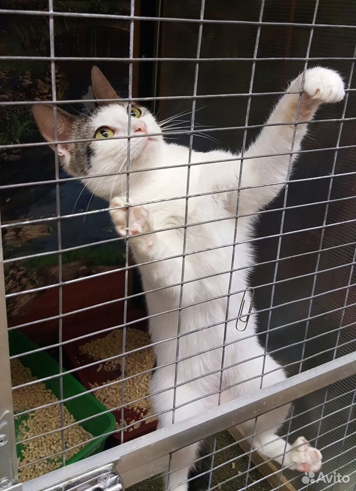 Кисы-мармазетки