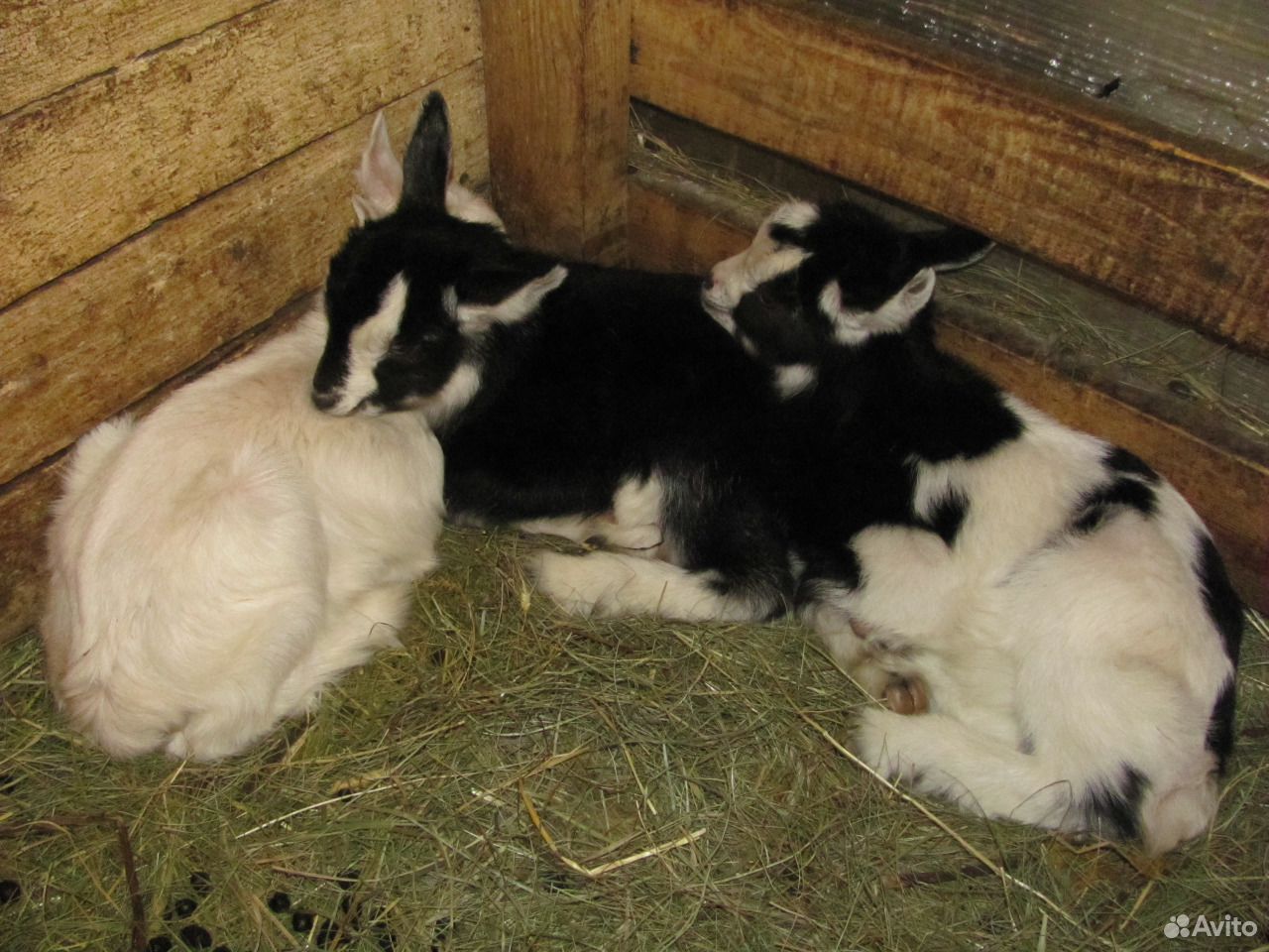 Козлята 1 месяц