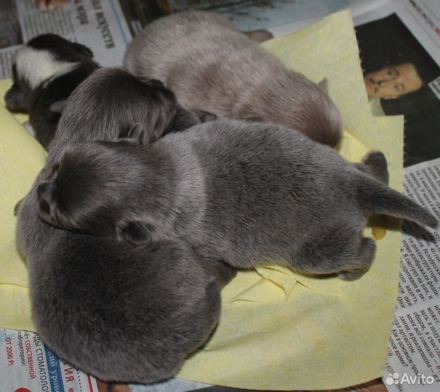 Шпицули-красотули окрасы супер