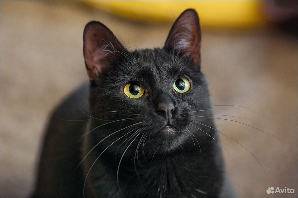 Черненькая кисонька Матильда в добрые ручки