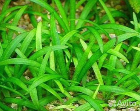 Аквариумное растение