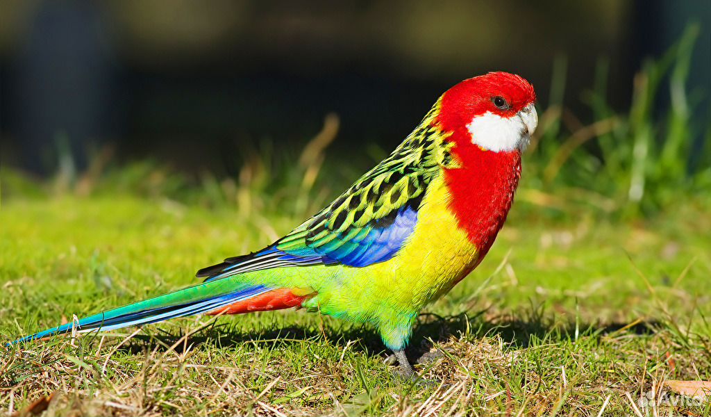 Птенцы попугая розеллы, красная, пестрая, рубинова