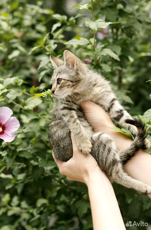 Котенок девочка ищет лучшую в мире мамулю, 2мес