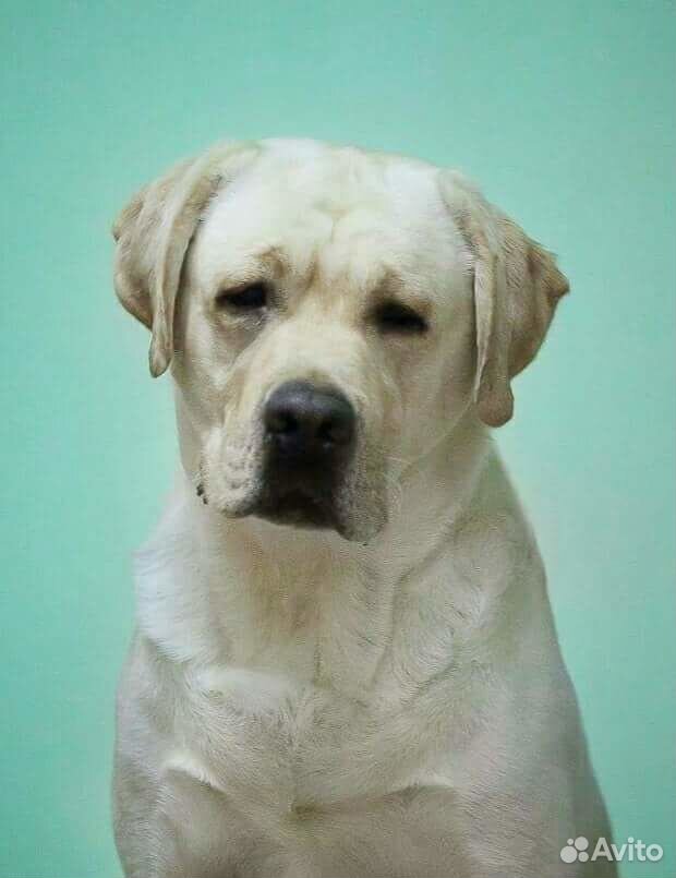 Лабрадор Мульти Чемпион, ждёт дам