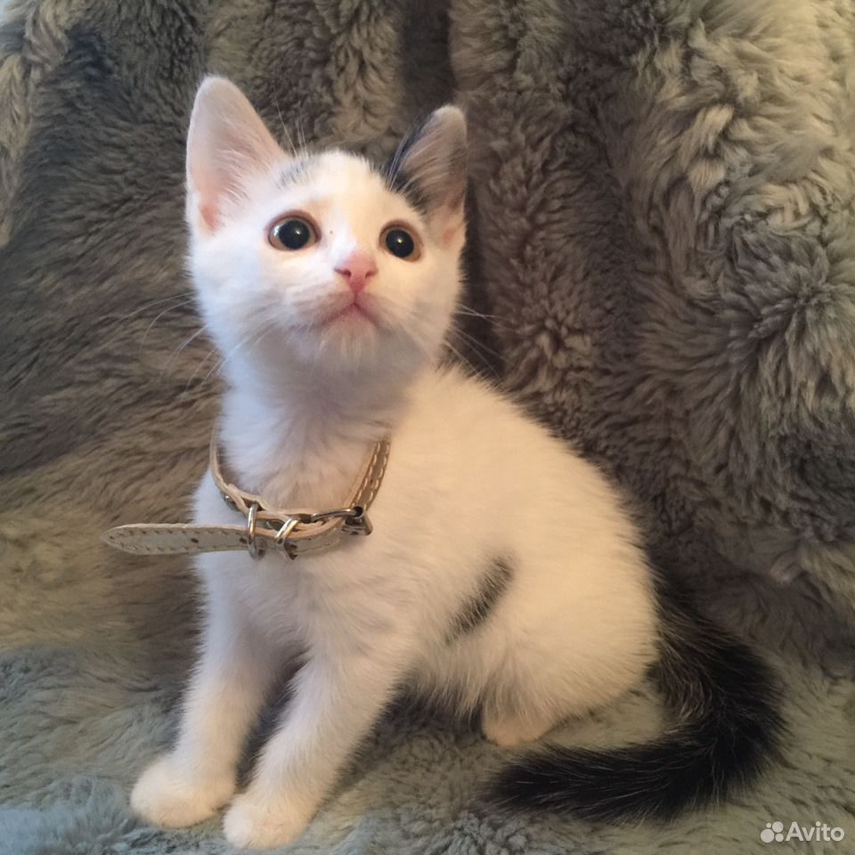 Котенок очаровательная девочка