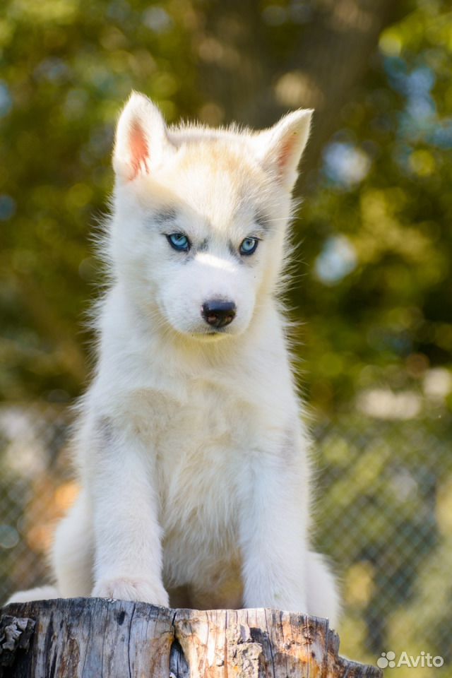 Шикарные хасята