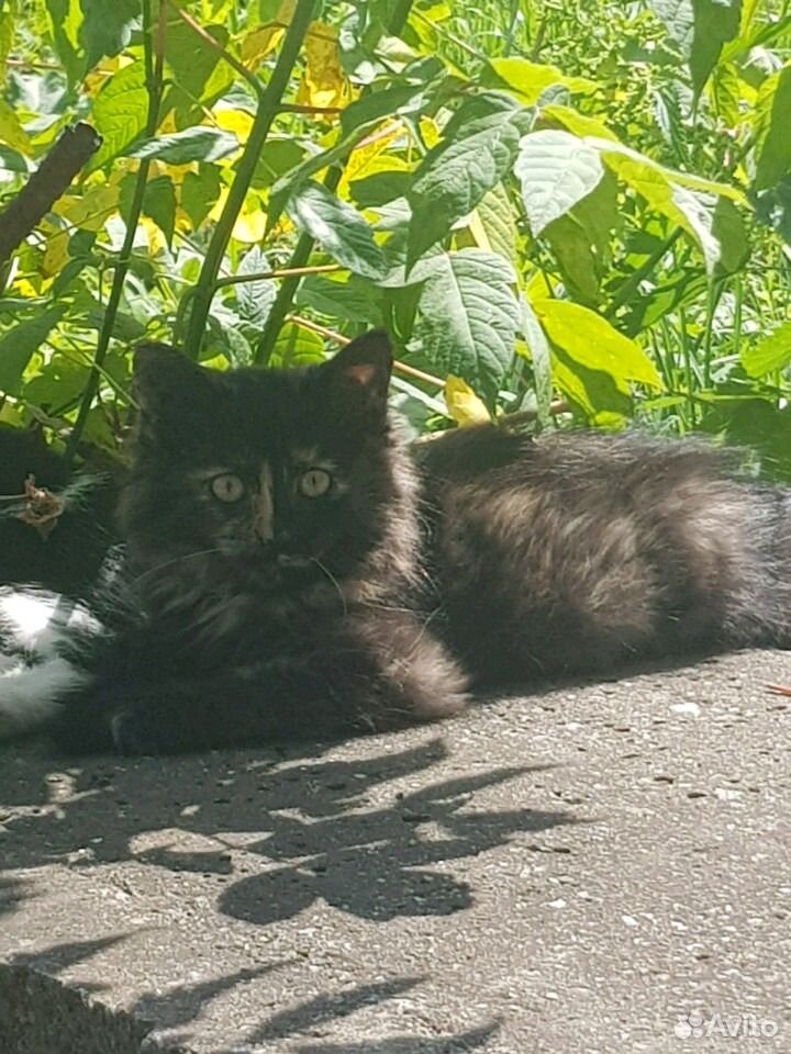 Котенок черепаховая сибирская девочка 2мес,здорова