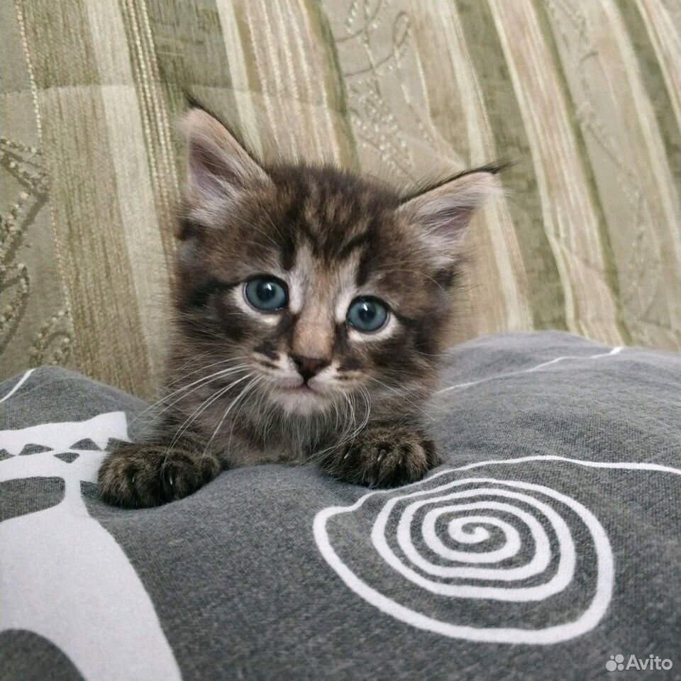 Малыш коржик ищет любящего хозяина