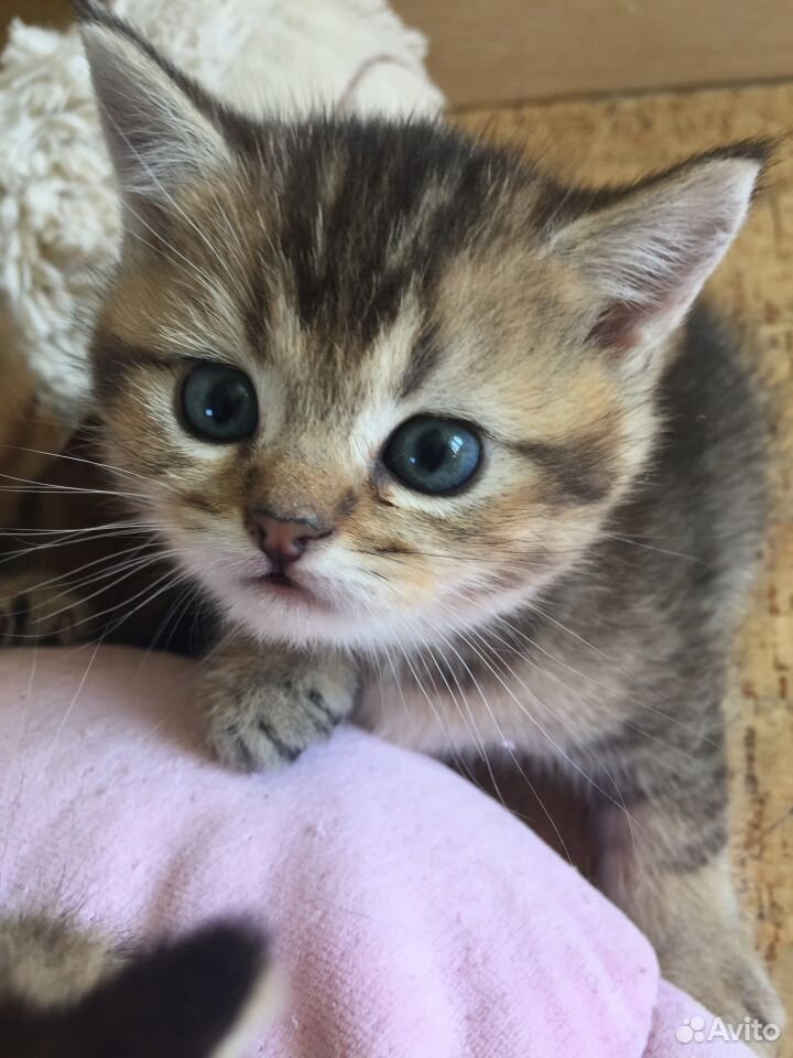 Тикированные котики