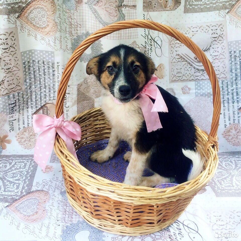 Щенок из приюта