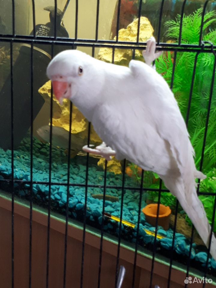 Ожереловый птенец + клетка новая