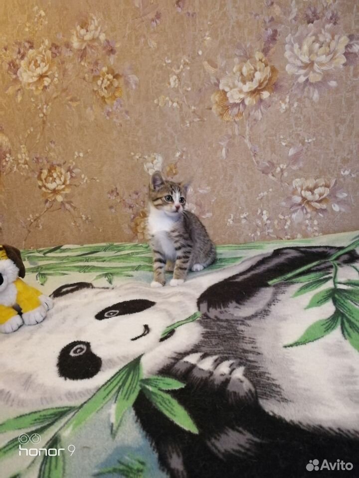 Маленький Мурлышка ищет дом