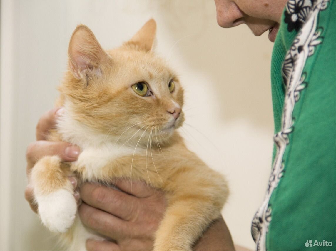 Кошечка Лиса