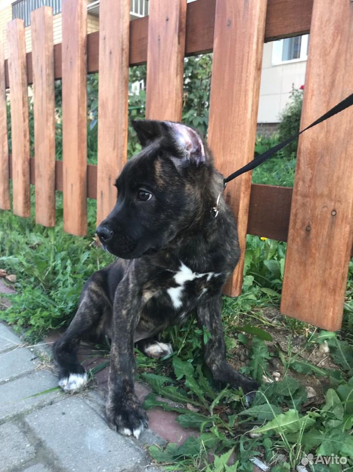 Метис кане корсо Батон (2,5 мес.) ищет семью