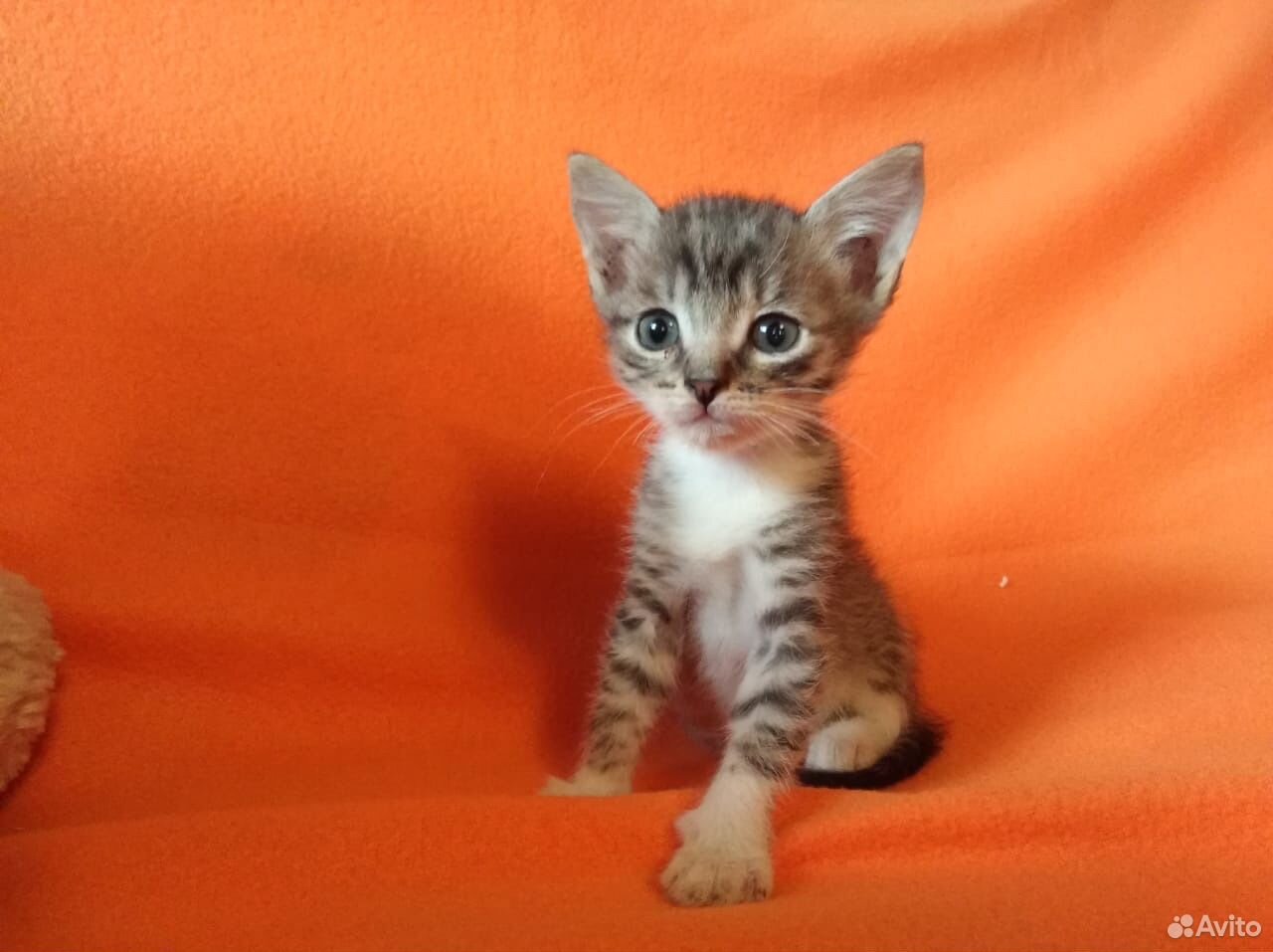 Ручной полосатый котёнок девочка в дар -1,5 мес