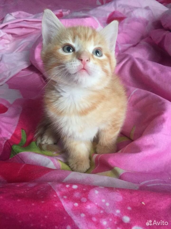 Рыжий полосатый котёнок Васька -1 мес в дар