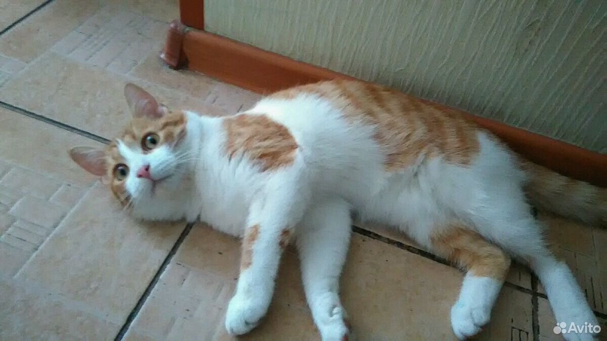 Кот Басик 6 месяцев бесплатно