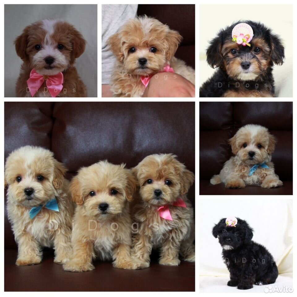 Нежнее облака, малыши Мальтипу Ф1 и Ф2, не линяют