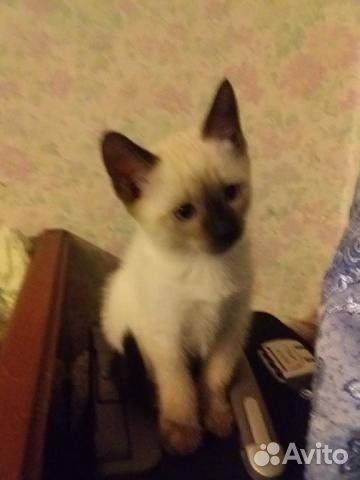 Продам гиперактивных котят