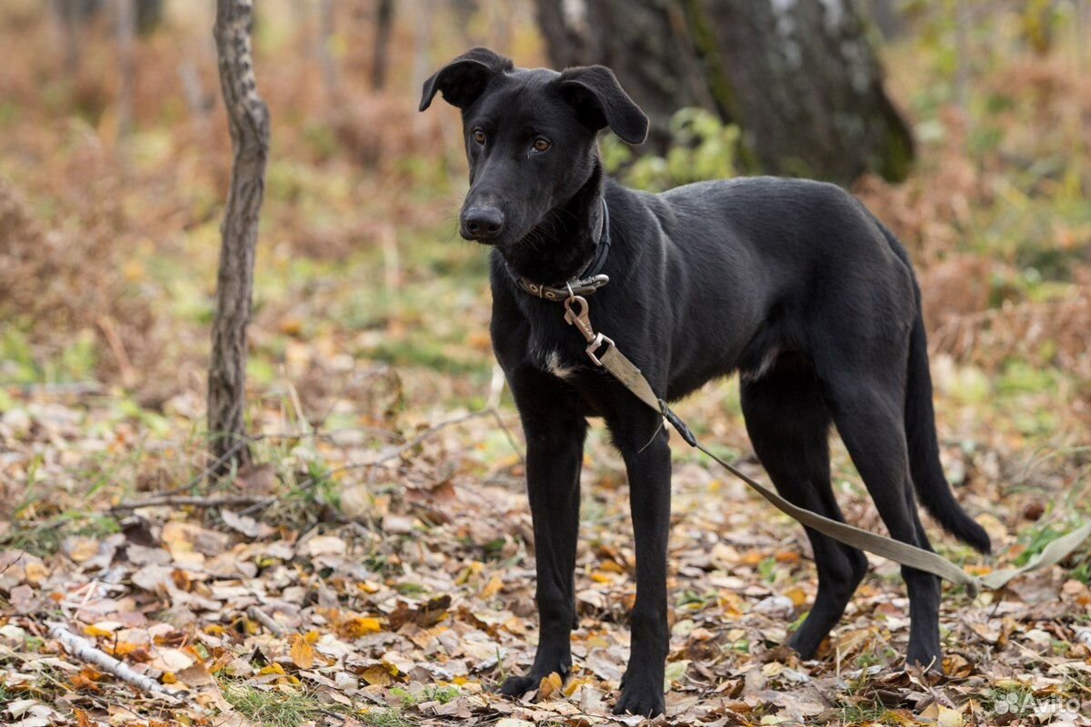 Майло - красавец в добрые руки