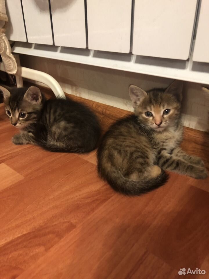 Котятки в добрые ручки